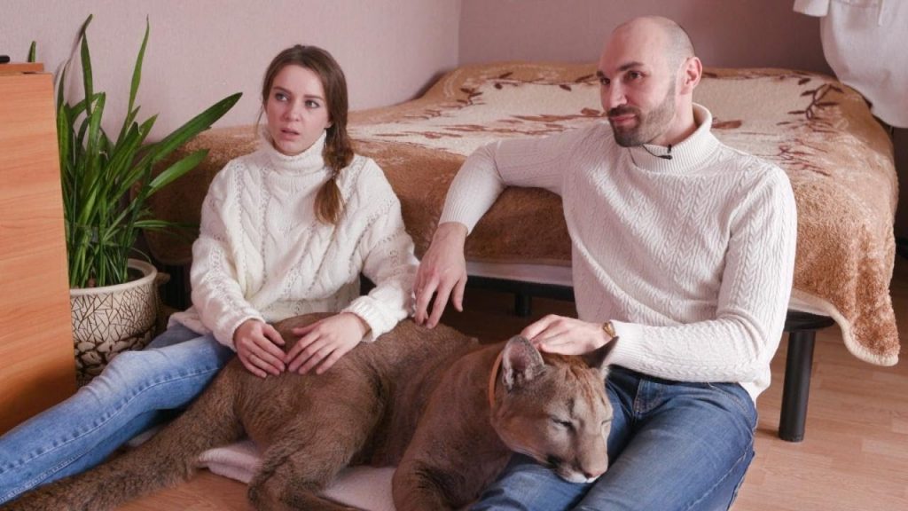 This Russian Couple Lives With A Cougar In Their Apartment And He Wears ...